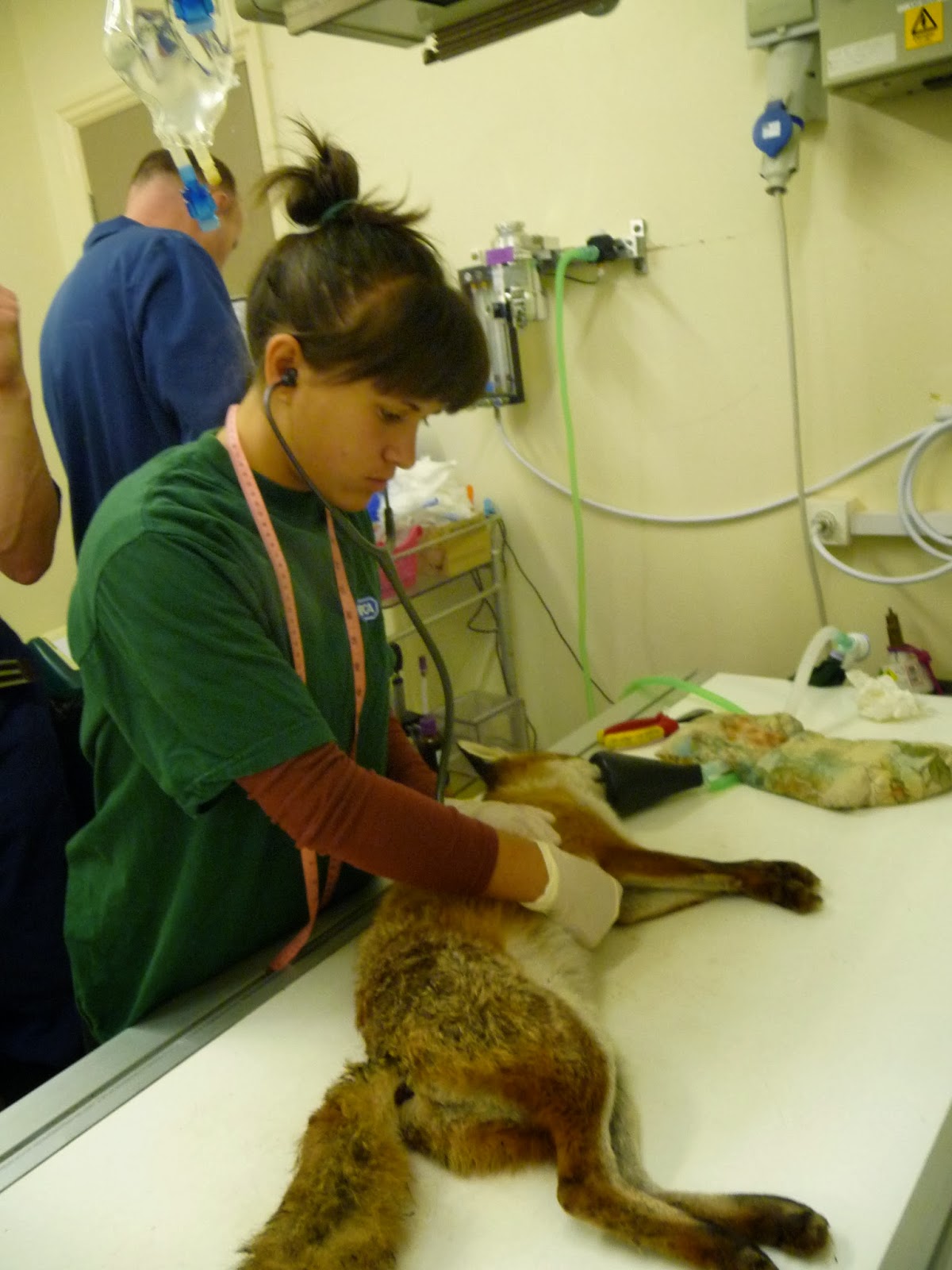 Stapeley Grange Wildlife Centre : Following our Foxes