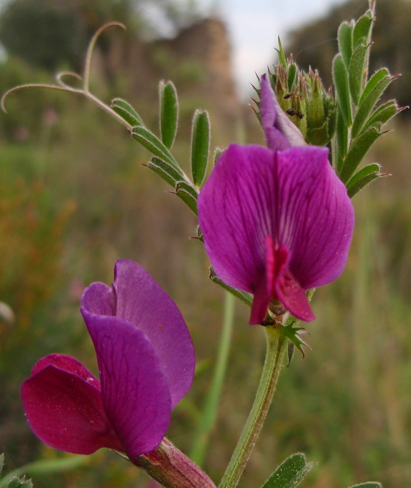 solitary dog sculptor: Botany - Botanica: Vicia - sp. Sativa - 20 ...