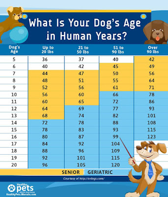 The Teacher's Pets: How to Determine Your Dog's Age and What to Do to ...