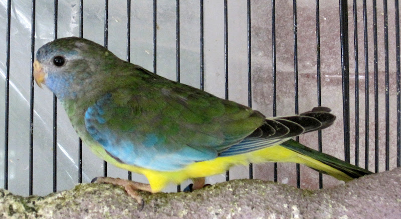 Happy Bird Place Finch and Grasskeet Blog: A Profile of Scarlet Chested ...