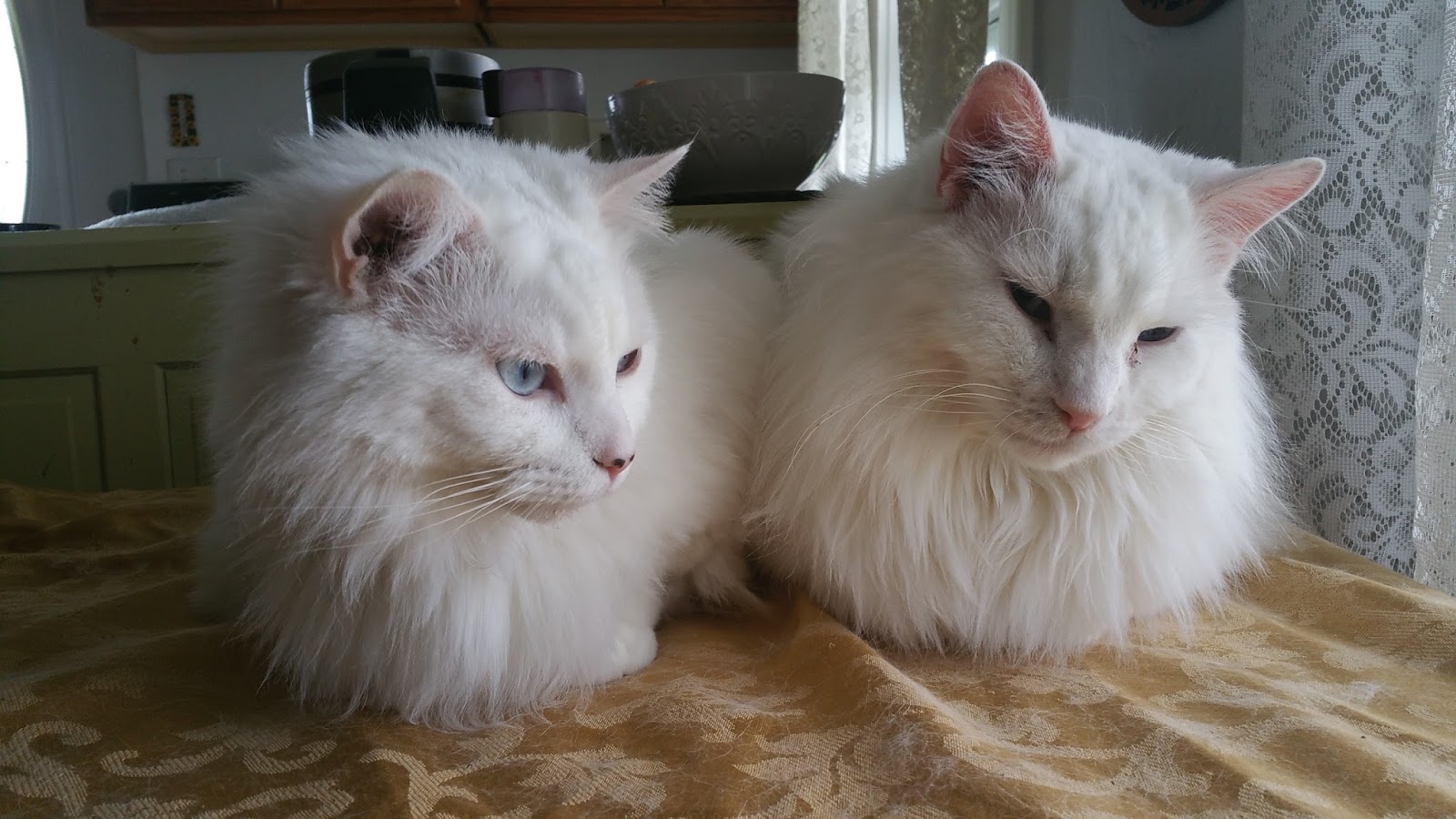 Two Purring Cats Gift Shop Blog