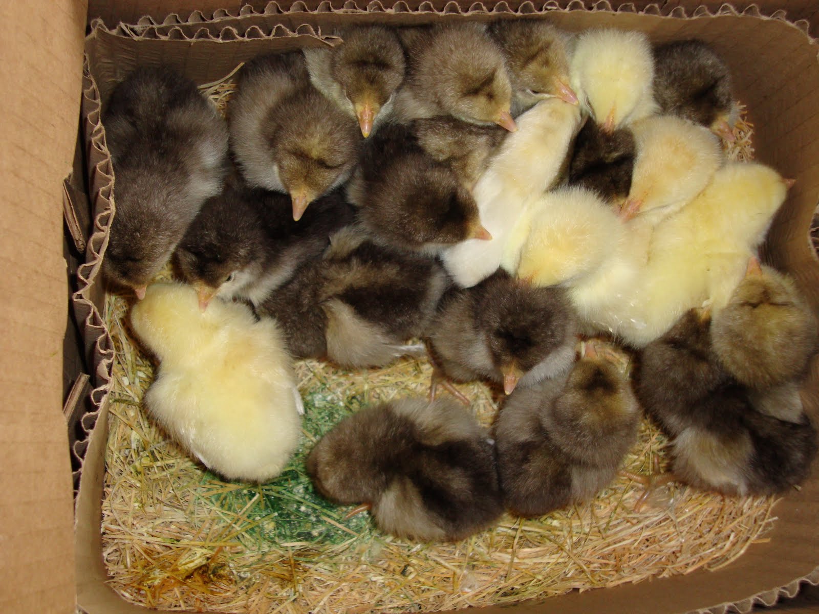 Bethel Farm: Chickens Growing up