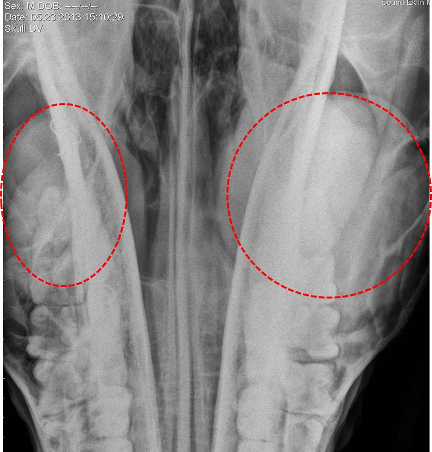 Michael Porter, Equine Veterinarian: Paranasal Sinus Cyst in a Horse