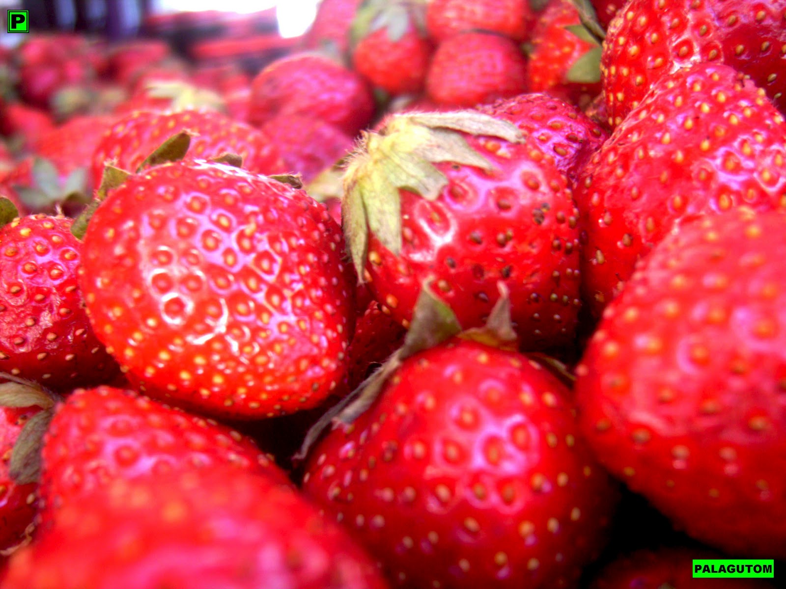 [Baguio] Benguet Strawberries are not Real Berries - PALAGUTOM