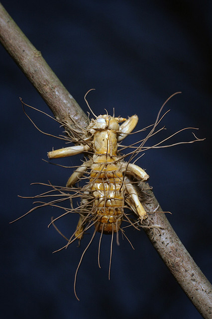 Real Monstrosities: Cordyceps
