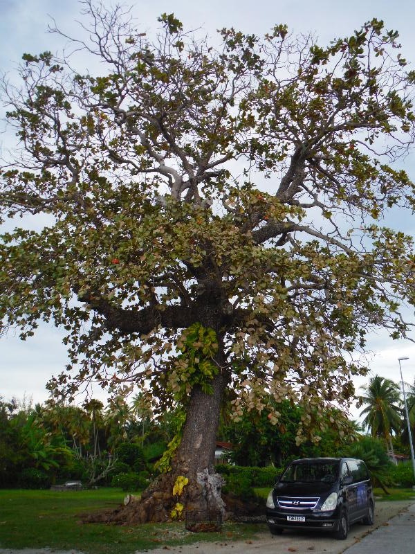 AdventuresAboardAvatar: Fakarava North Rotoava Village