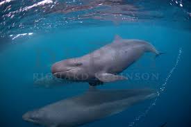 Argentina nativa: Falsa orca (Pseudorca crassidens)