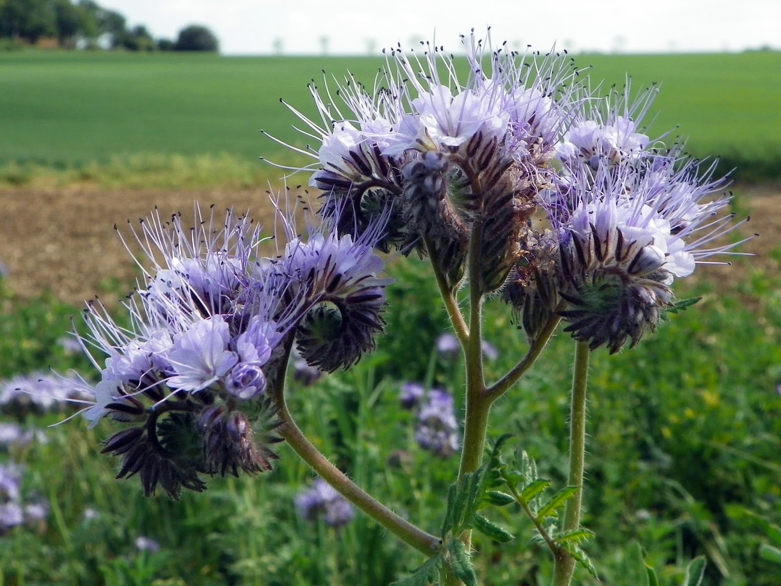 Plant World: Phacelia tanacetifolia