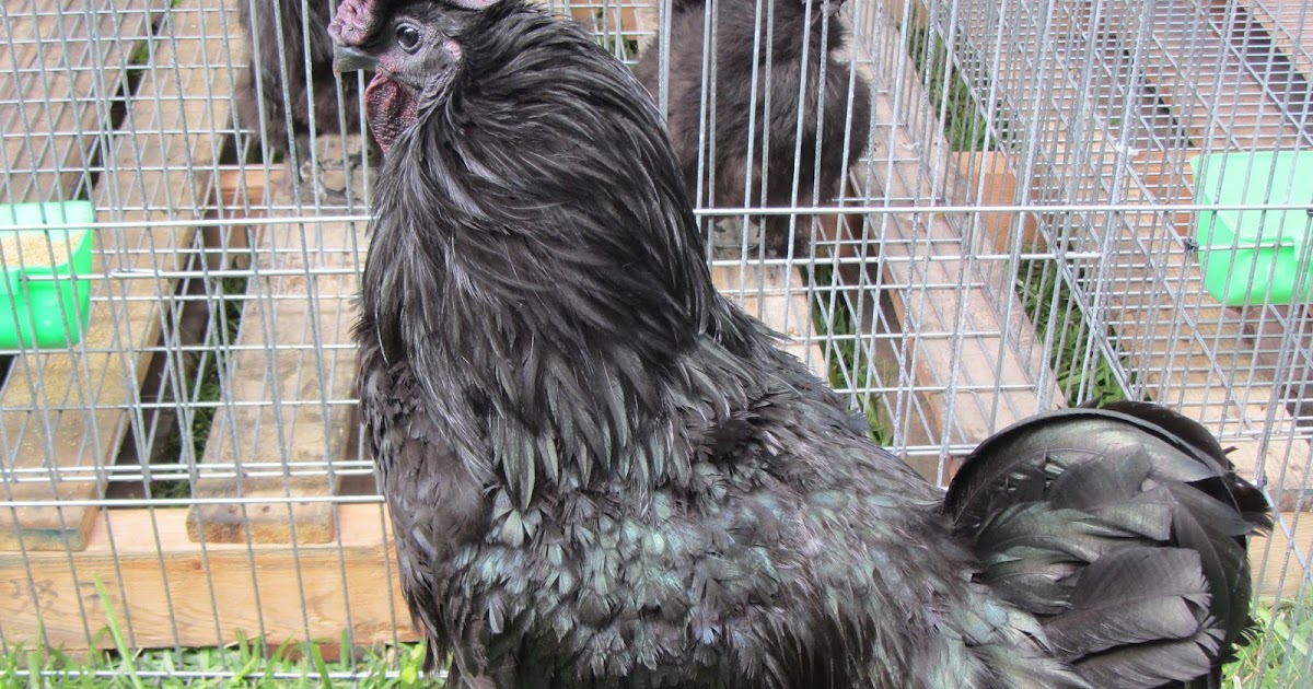 Estudiando Agricultura en Taiwán: Exposición de aves