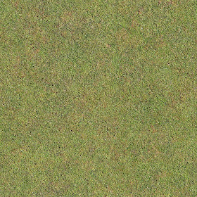 Golf Grass Texture