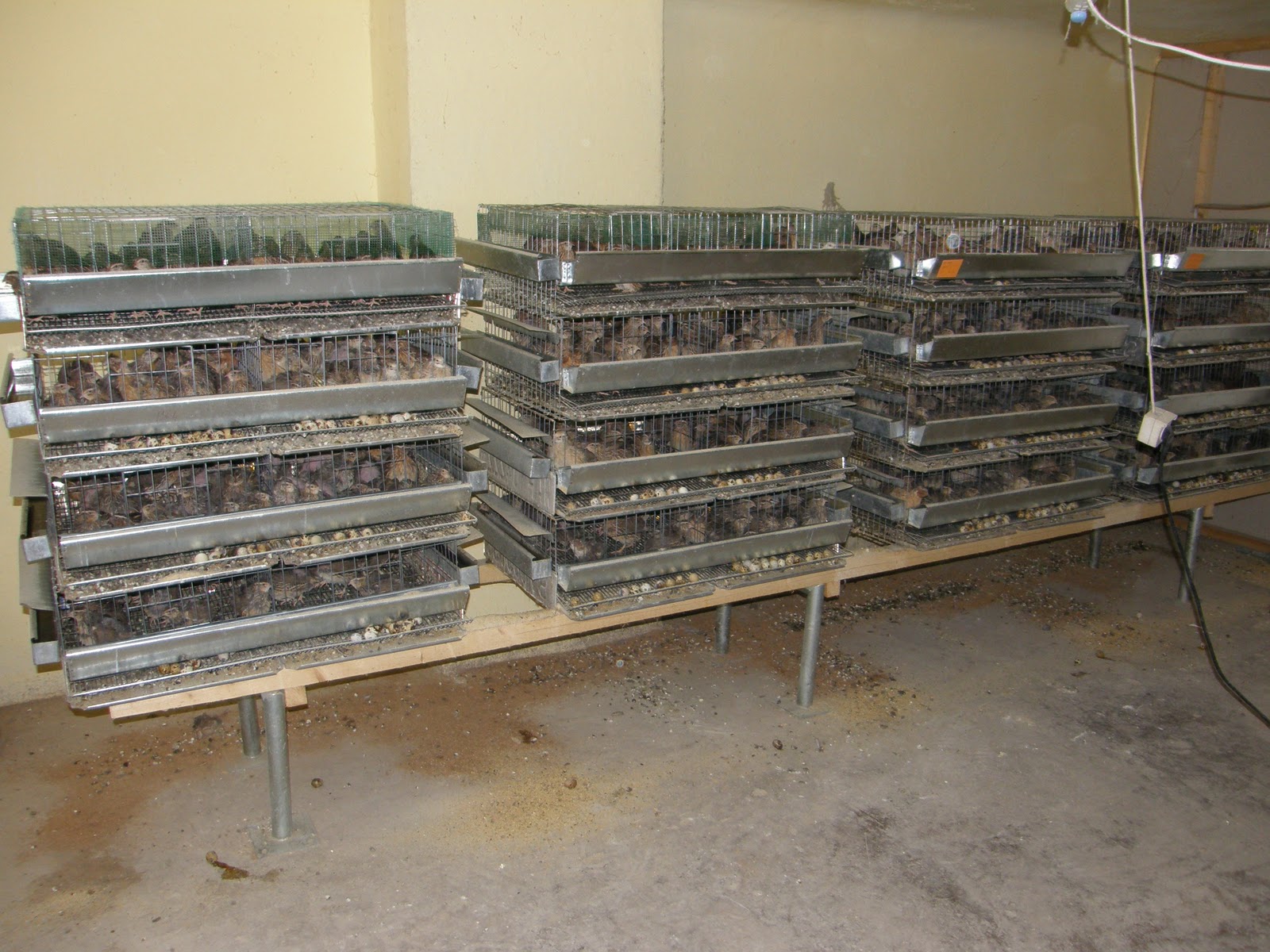 Ferma de prepelite Falticeni: Foto