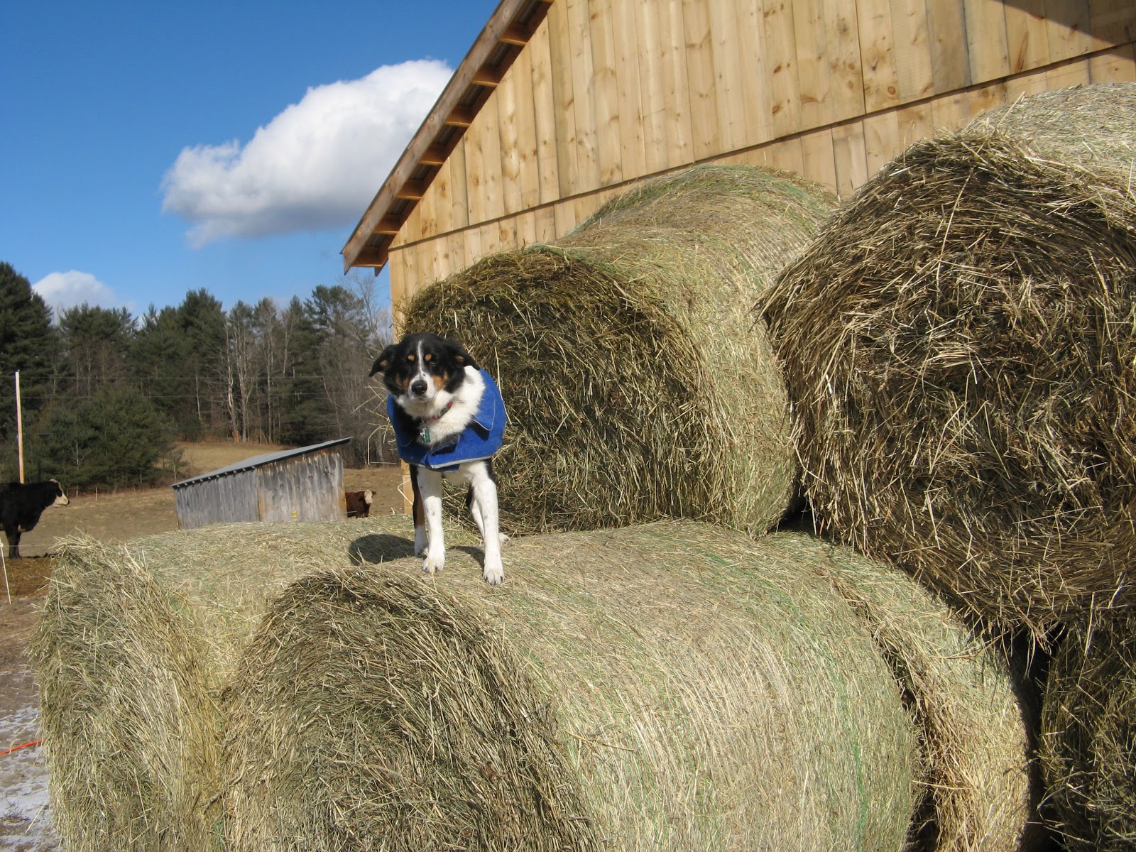 Animal Instinct: Hay Dog