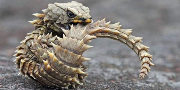 NUEVOS DESCUBRIMIENTOS EN EL MUNDO SOBRE ANIMALES RAROS: animales raros