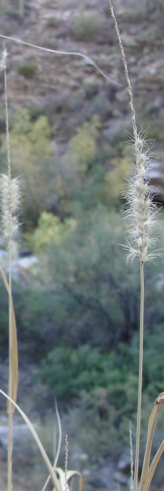 Your Daily Dose of Sabino Canyon: Invasive Buffelgrass Overruns 7 Falls ...
