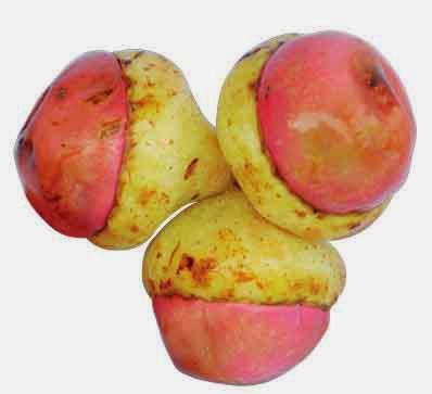 Murliani Swamp Tail: Mengenal Buah-Buahan Kalimantan