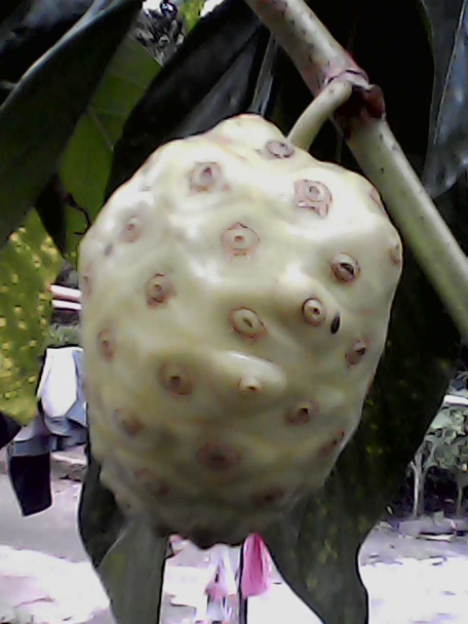 Manfaat dan Khasiat Buah Pace atau Mengkudu sehat alami