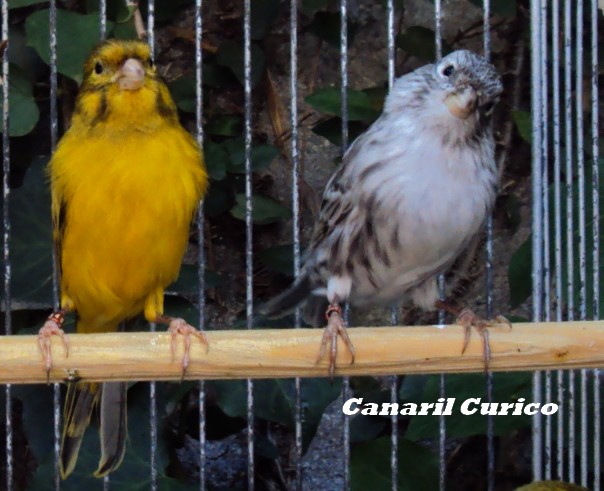 Canaril Curico - Canário de Cor: Azul Opalino e Verde Opalino Intenso