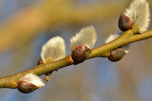 Kako Liječiti: Lijek u cica maci ( vrba iva )