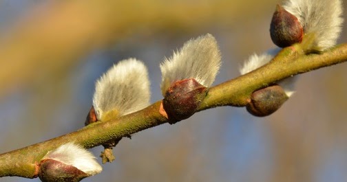 Kako Liječiti: Lijek u cica maci ( vrba iva )