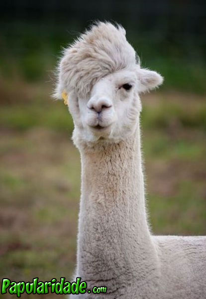 DiVina lhama saltitante