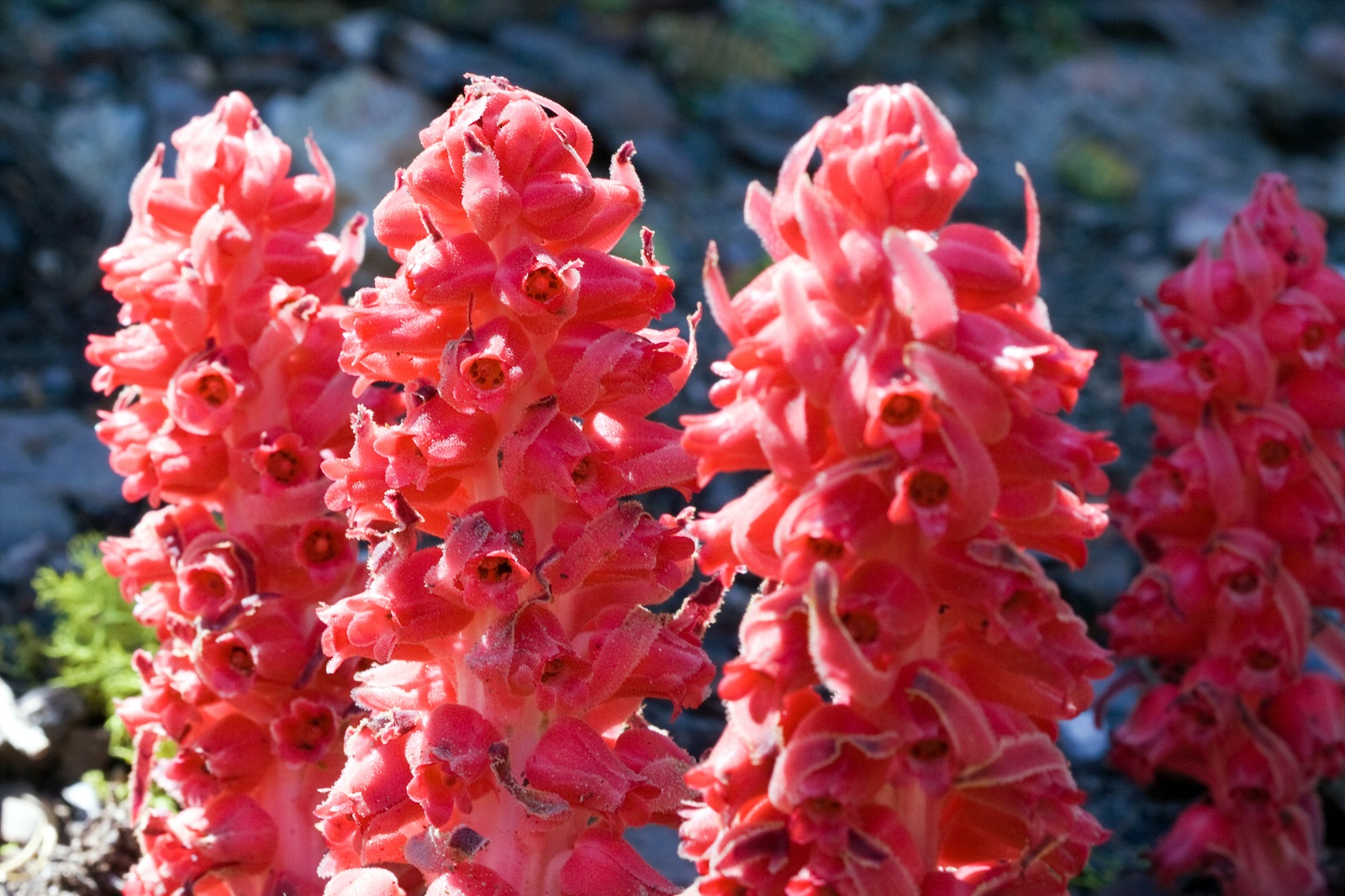 Real Monstrosities: Snowplant
