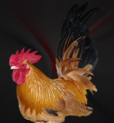 Sana pets: Chabo Bantam