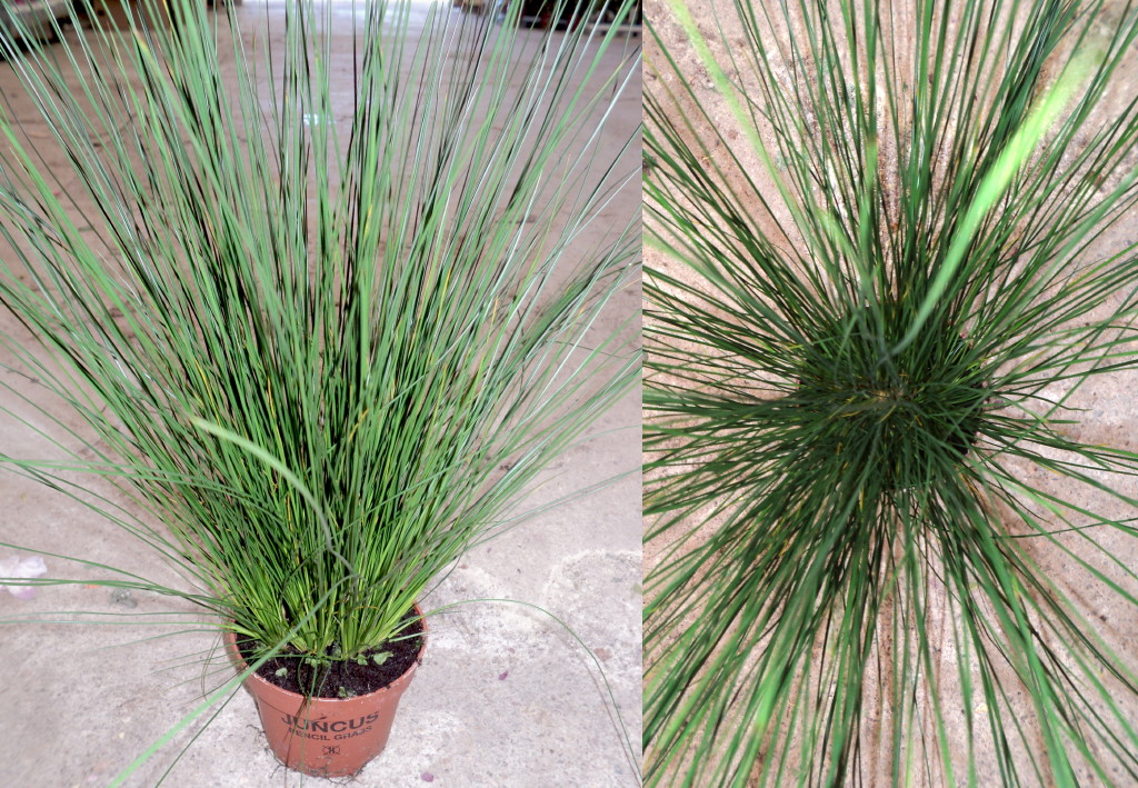 Viveros Vangarden: Ésta va de 'juncos'