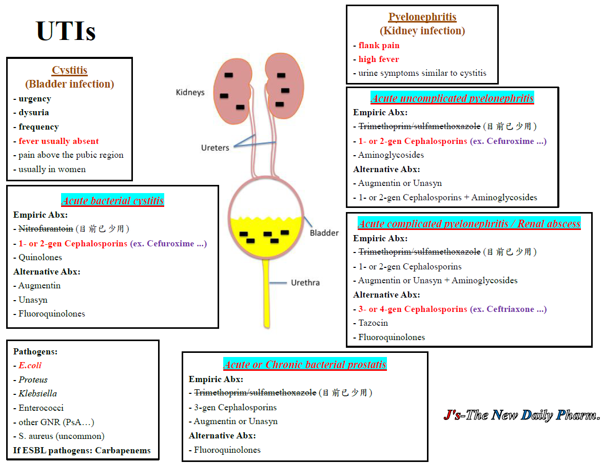 好藥師: Urinary Tract Infections【泌尿道感染】