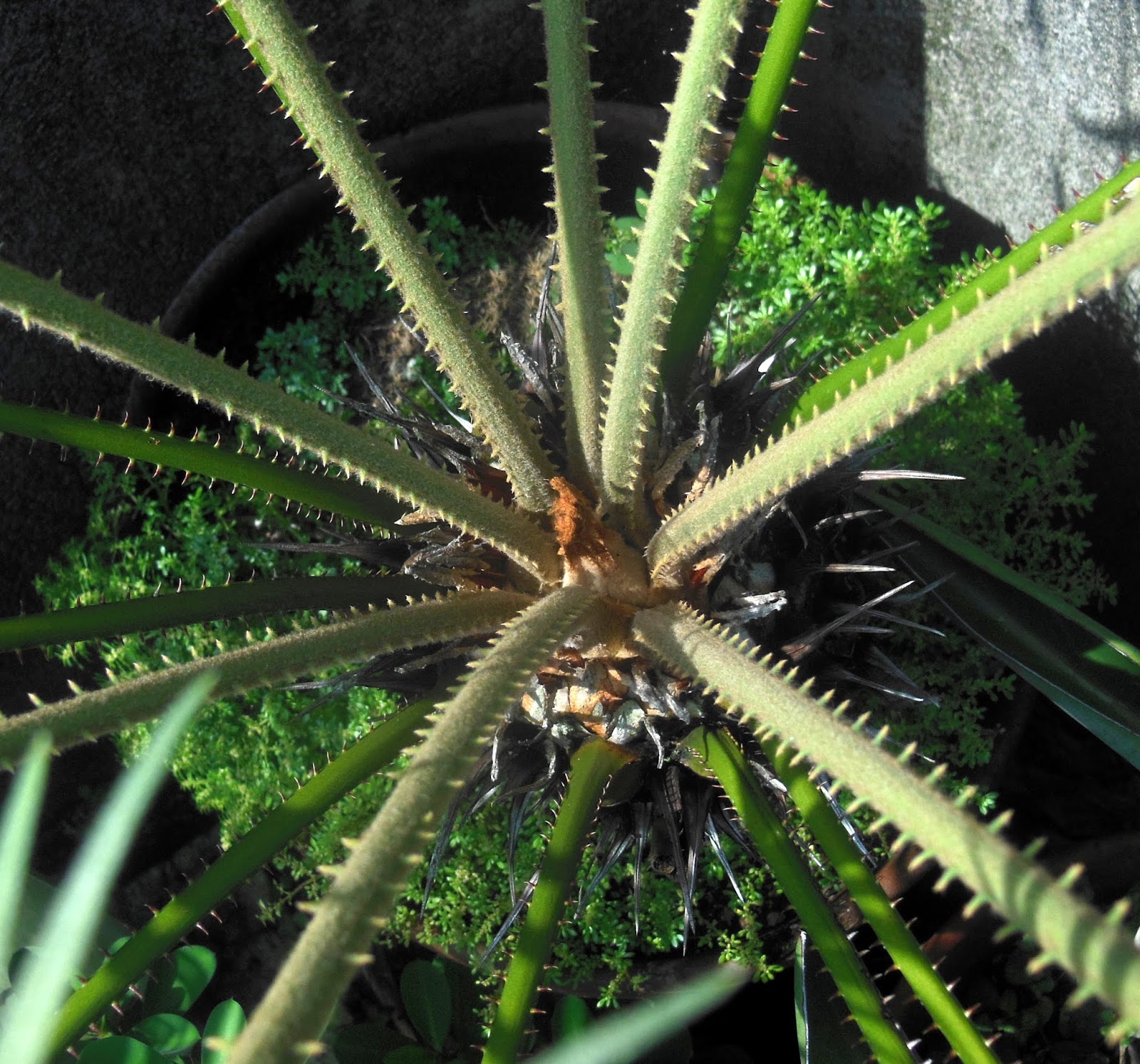 Cycas zambalensis throws a tantrum