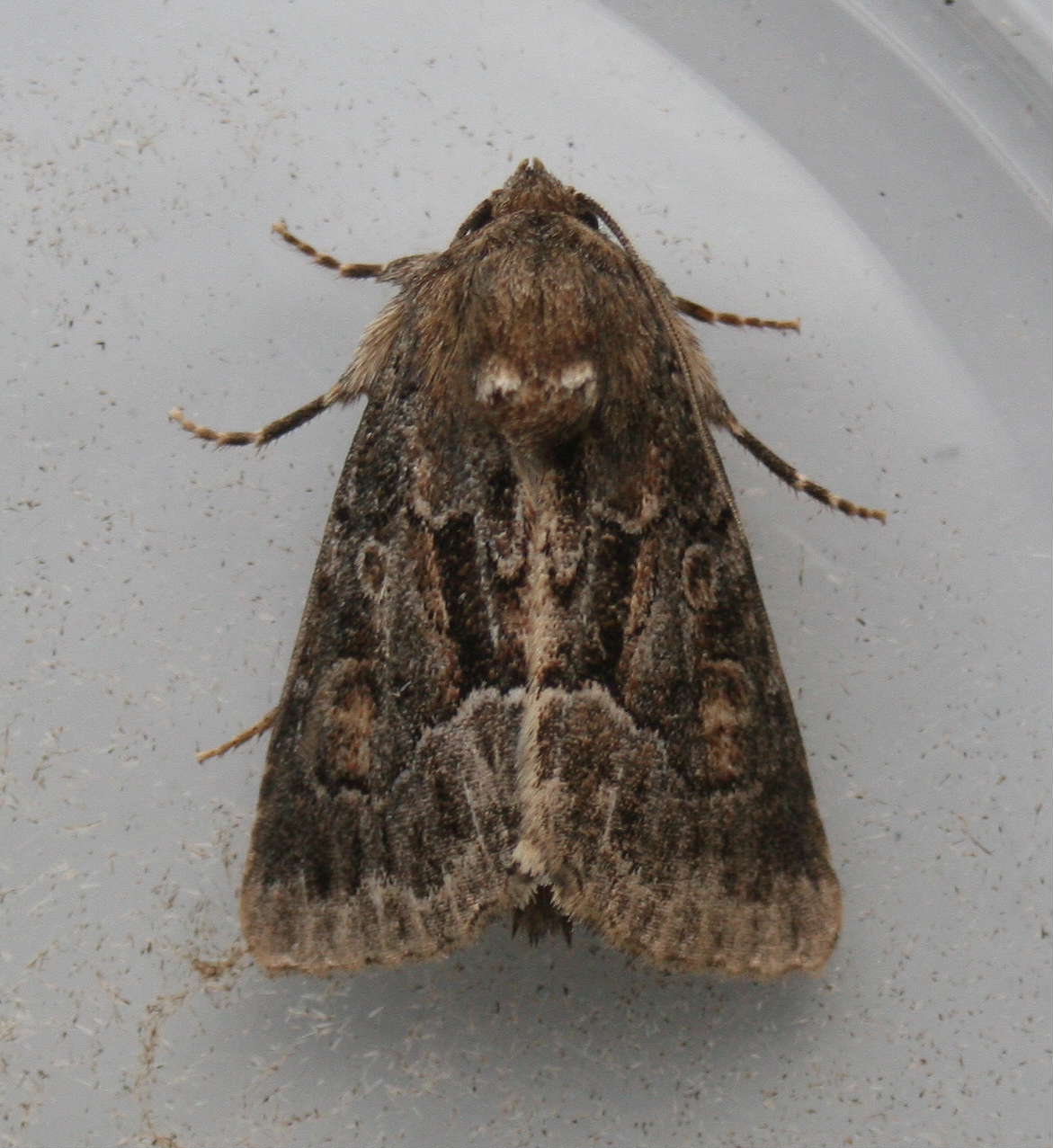 Jersey Moths: Night of 23rd August