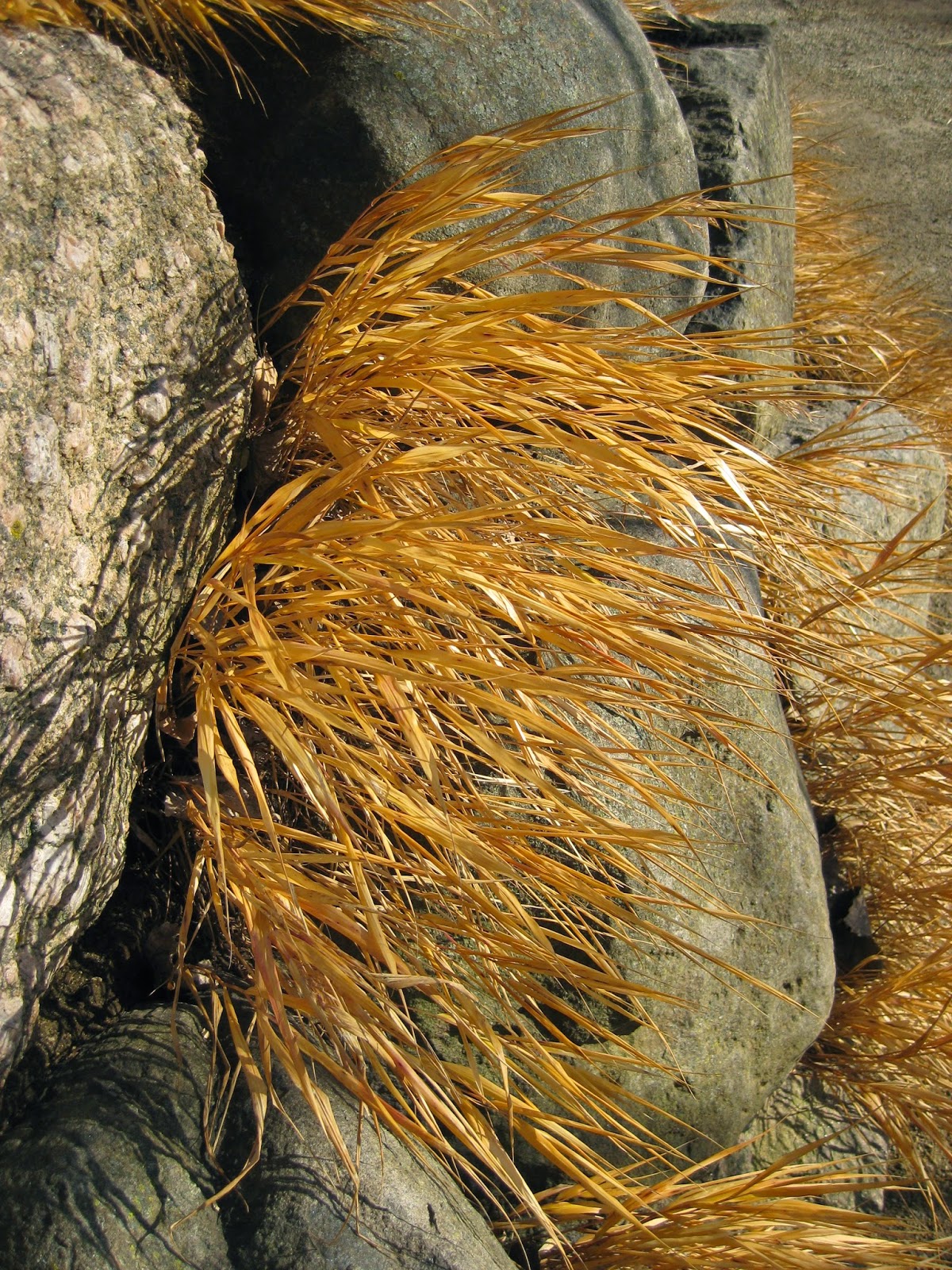 Rotary Botanical Gardens - Hort Blog: Golden Forest Grass For Impact