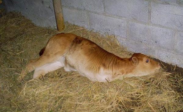 Cow With Two Legs - Unbelievable Info