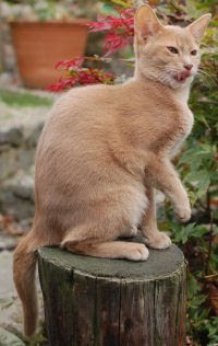 Encyclopedia of Cats Breed: Fawn Abyssinian Cat