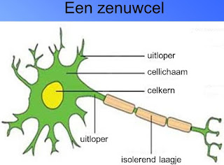 Biologie waarneming en regeling: BS. 8