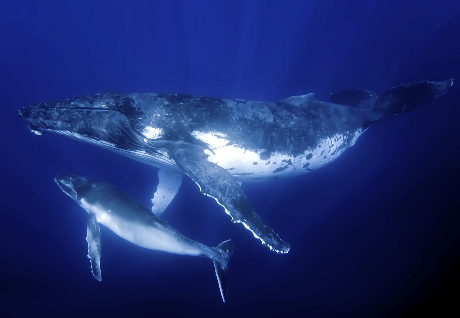 Did You Know !! ?? Whale Milk Not On Low-Fat Diets