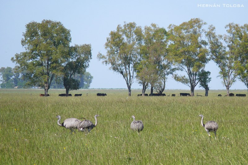 Aves de Argentina: Ñandú (Rhea americana)