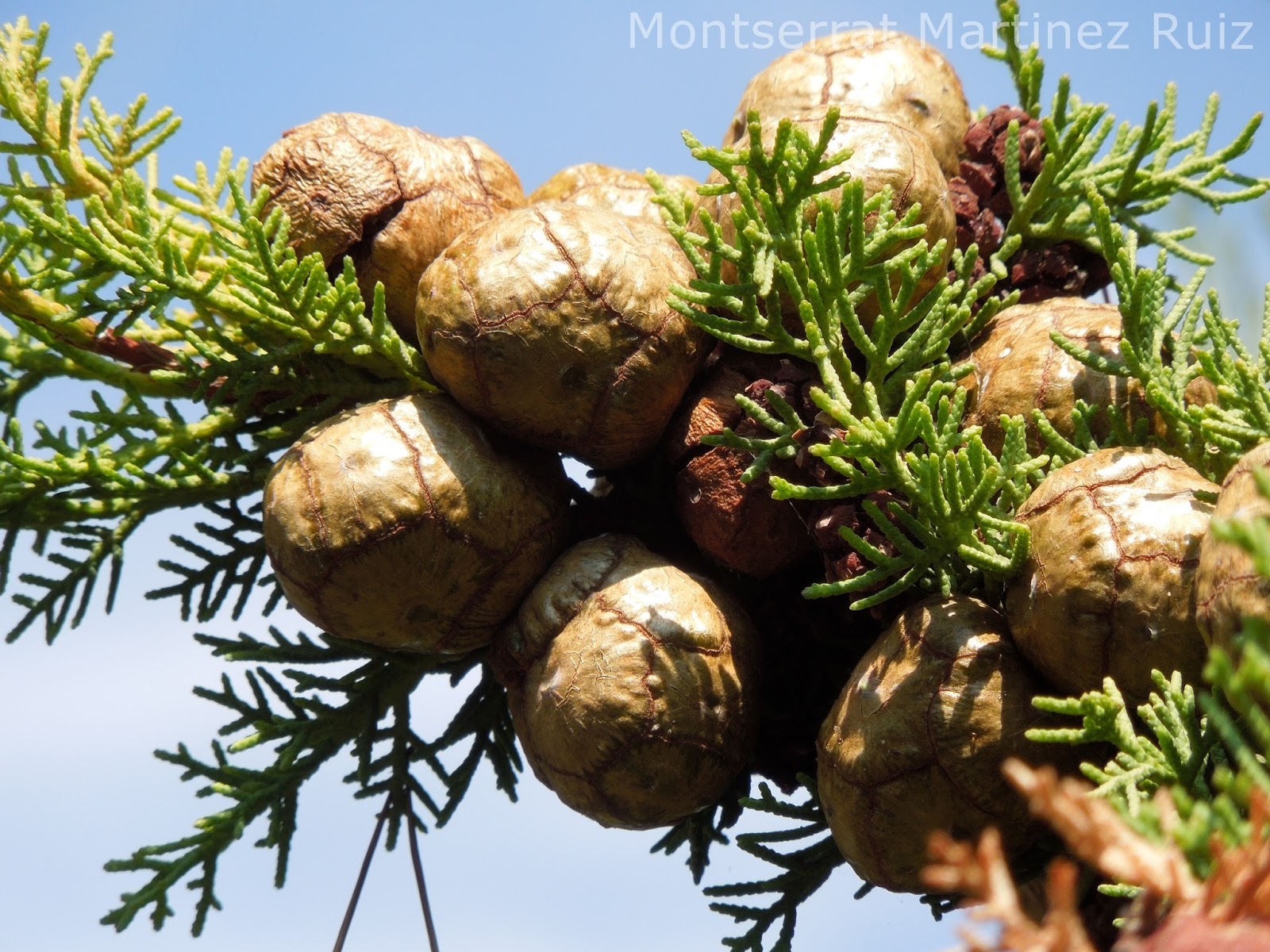 GÁLBULAS - BOTÀNIC SERRAT