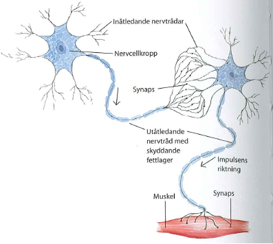 Välkommen till bloggen för SFS:s äldre elever!: Facit ...
