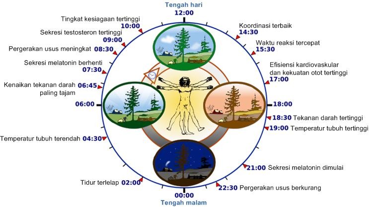 Fanky Christian's Blog (@fankych): Jam Biologis Manusia