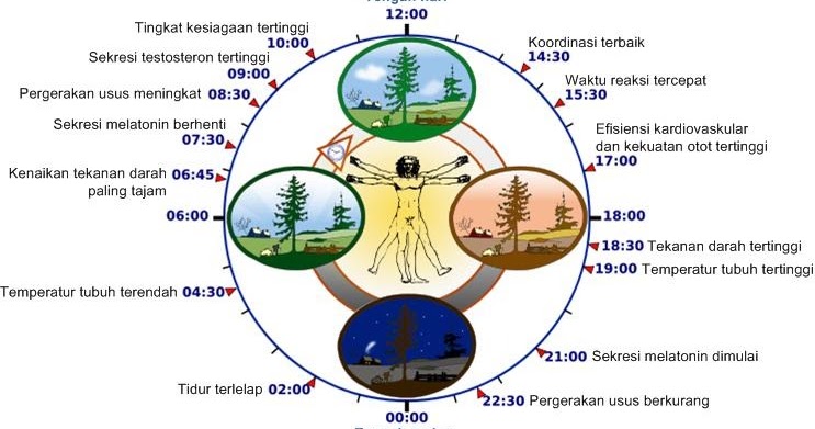 Fanky Christian's Blog (@fankych): Jam Biologis Manusia