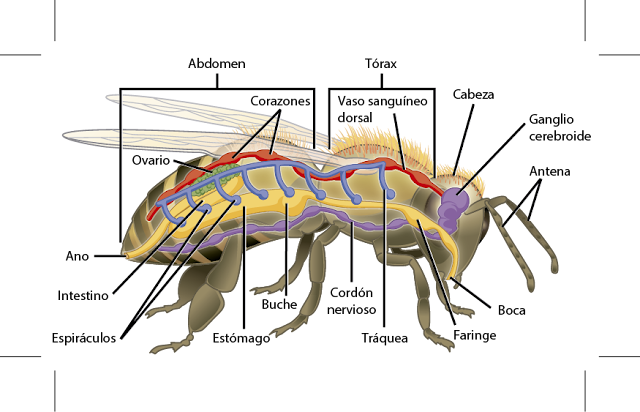 CORONA APICULTORES: ANATOMÍA DIGESTIVA DE LAS ABEJAS