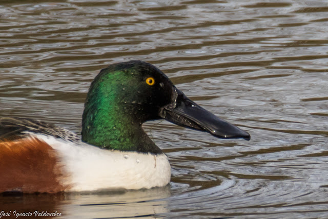 DocNatureBlog: Un bello pato con un pico muy adaptado. Cuchara común ...