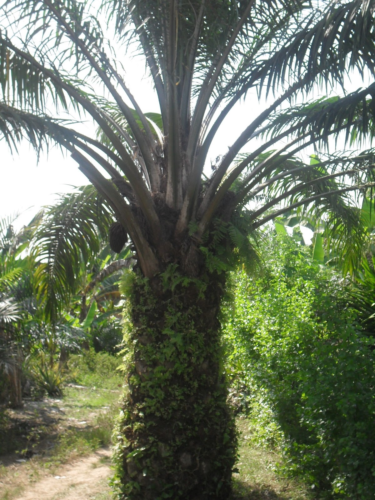 PALM WINE BREWERY AND LOCAL GIN DISTILLATION: PICTURES OF TAPPING PALM WINE