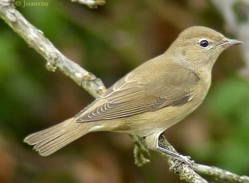 lo que se oculta bajo el sol: Aves insectívoras: volar, viajar y ...