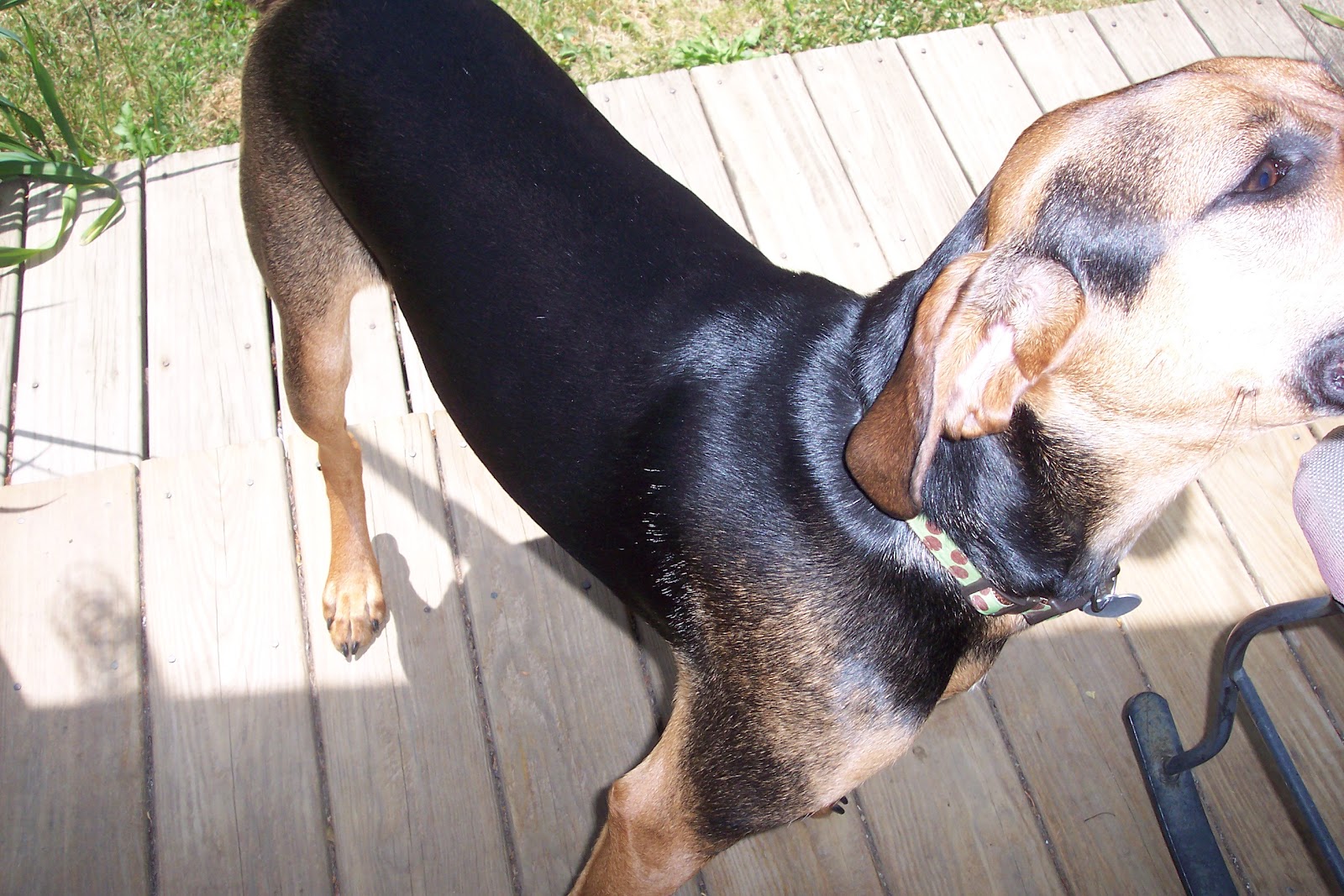 My Special Homestead - Getting Back to Basics: 2012 -THE YEAR OF THE ...