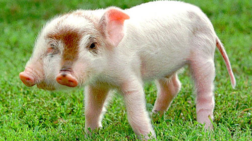 Ku Kupas Tuntas: 10 Hewan Teraneh Di Dunia