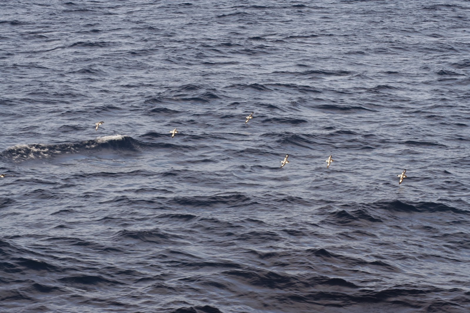 Conky Tonkin' with The Pfeifers: Ushuaia, The Beagle Channel, and the ...