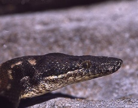 Round Island Burrowing Boa ~ World Extinct Animals