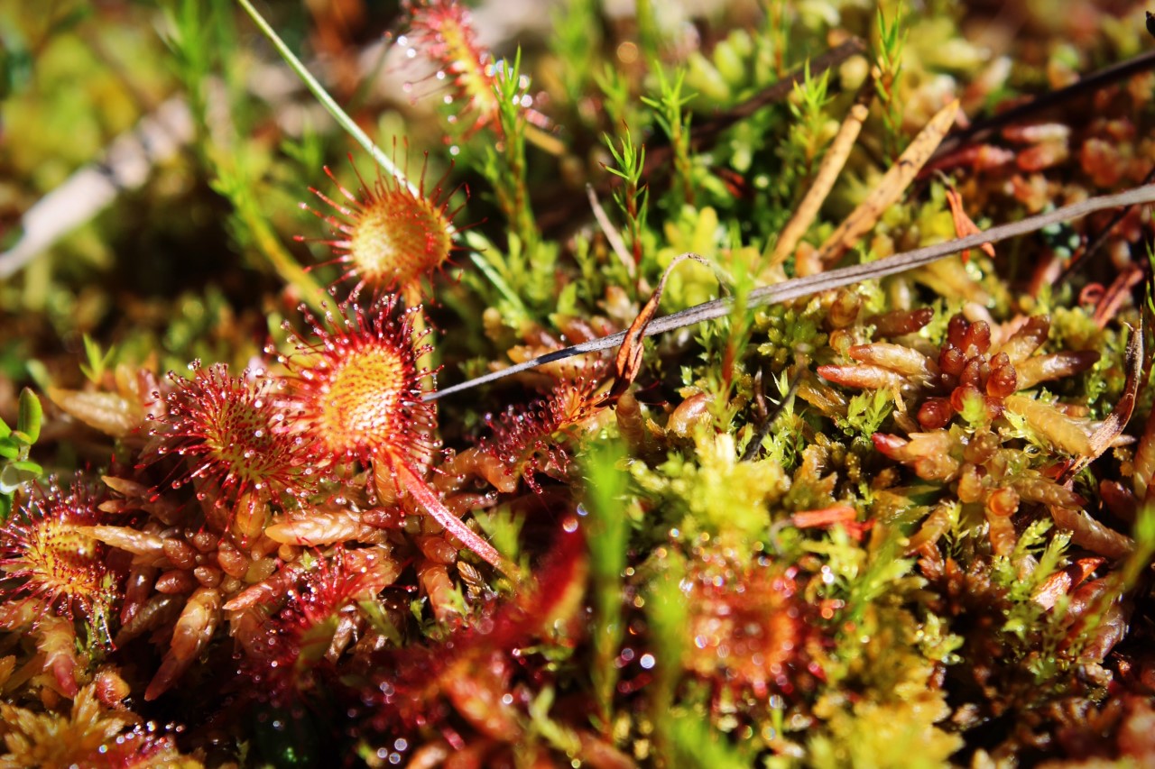 Sirpan luontoblogi: Pienen pieni kihokki, tehokas ötökkäloukku