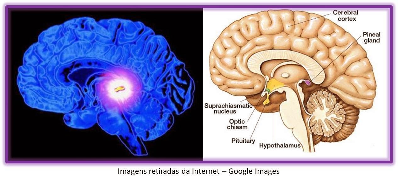Refletindo o Espiritismo: Epífise, a glândula da vida mental